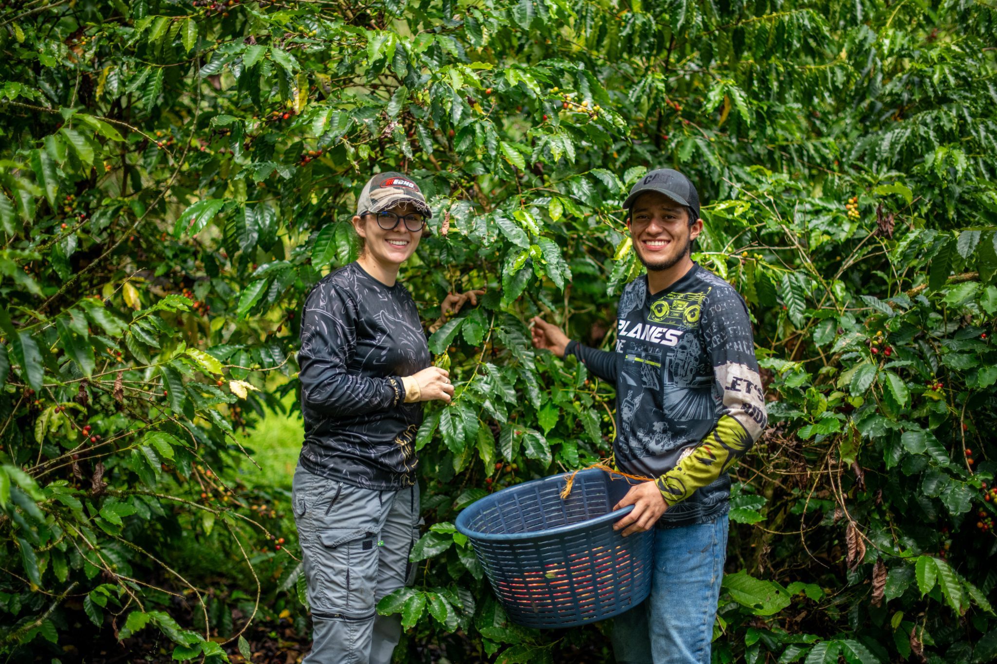 Conozca los sistemas agroforestales que optimizarán la producción de ...